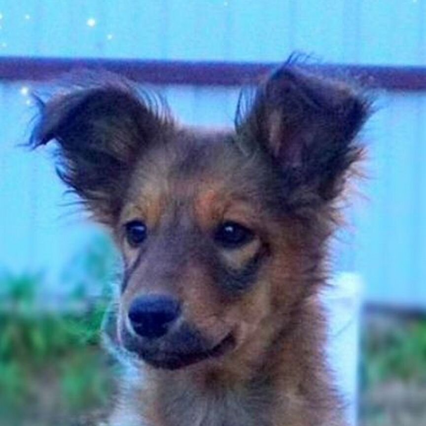 Ищет дом щенок