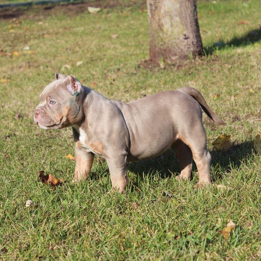 Девочка американского булли