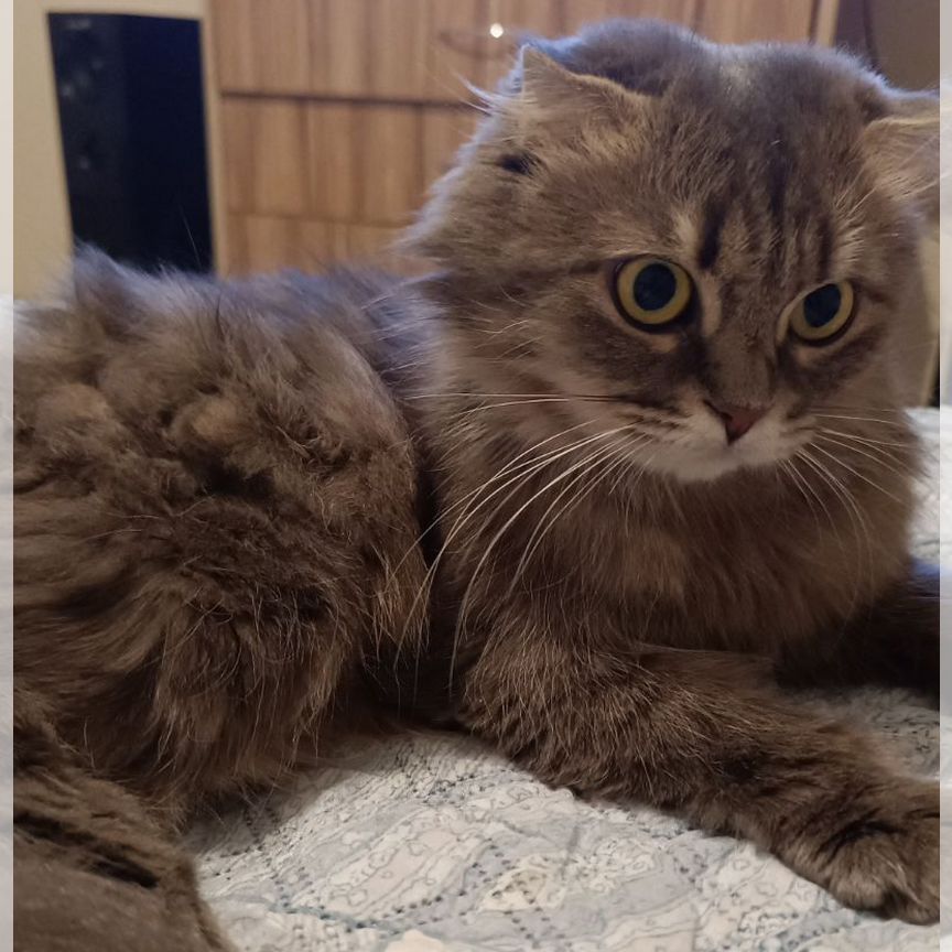 Шотландский вислоухий длинношёрстный котёнок