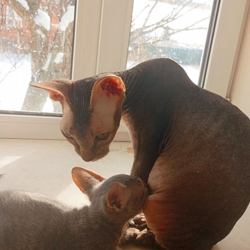 Котята от сфинкса