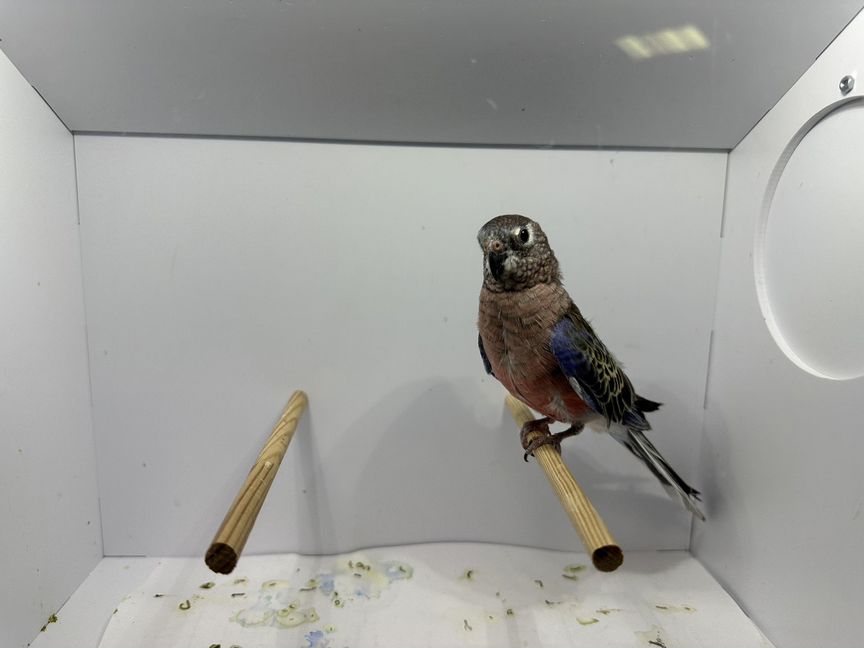 Розовобрюхие попугаи боурки