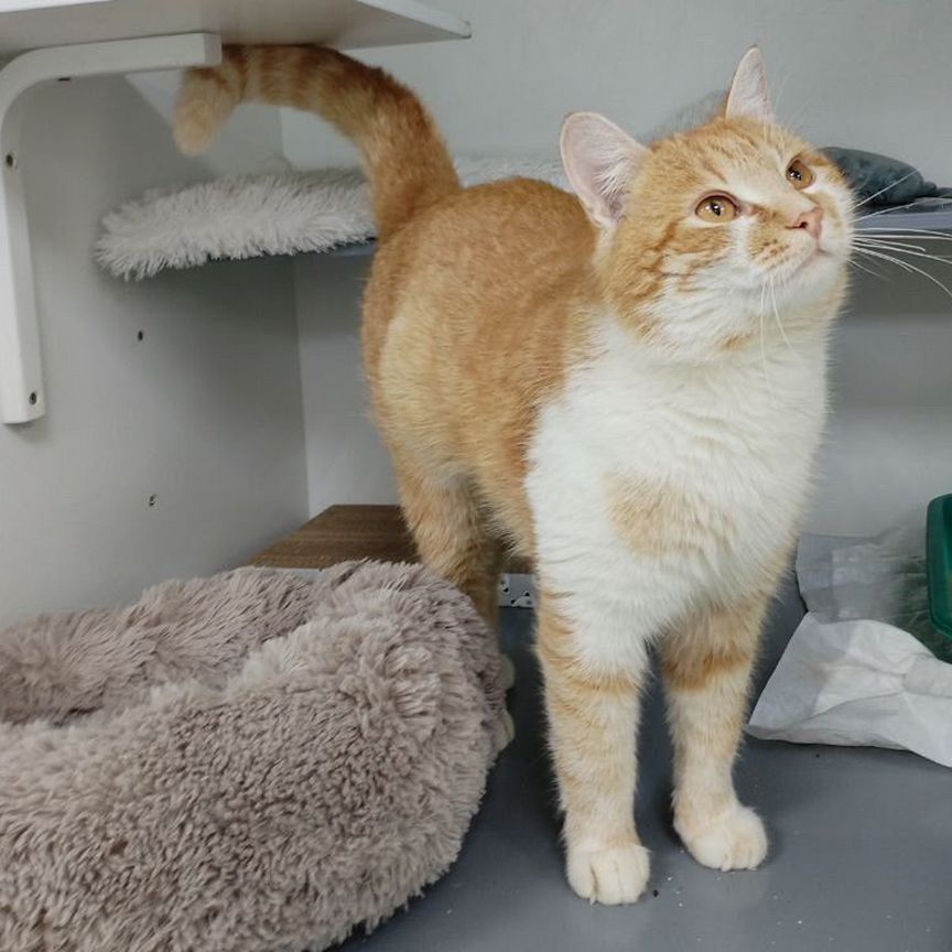 Взрослый кот в добрые руки