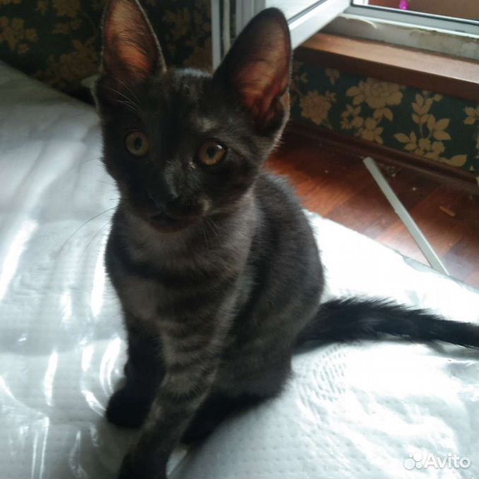 Котенок мальчик 2 месяца британец