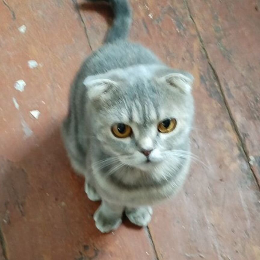 Шотландская вислоухая короткошёрстная, взрослая кошка