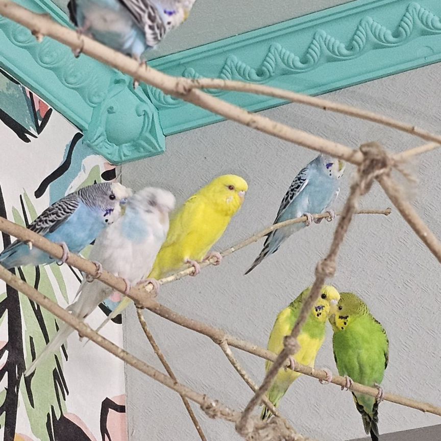 Волнистый попугай