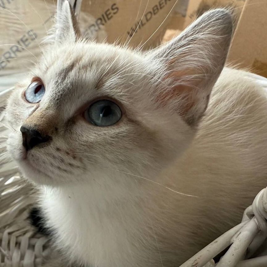 Котёнок в добрые руки