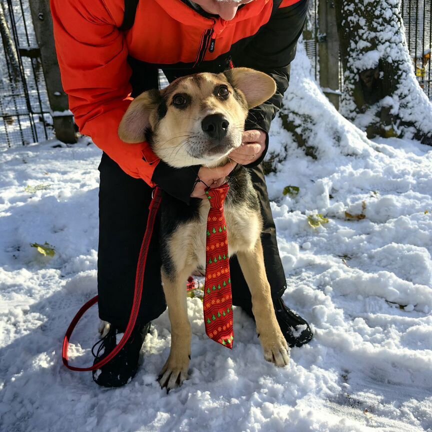 Смешнулька щенок в добрые руки