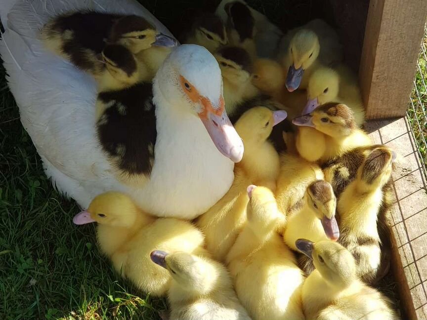 Индоутята утята индоутки утки