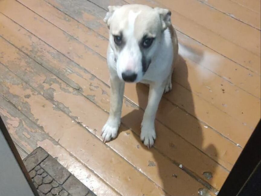 Собака в добрые руки