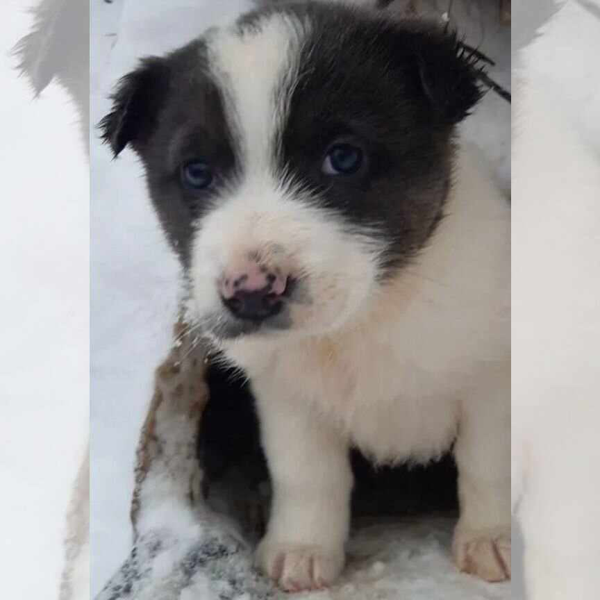 Овернский бракк, щенок