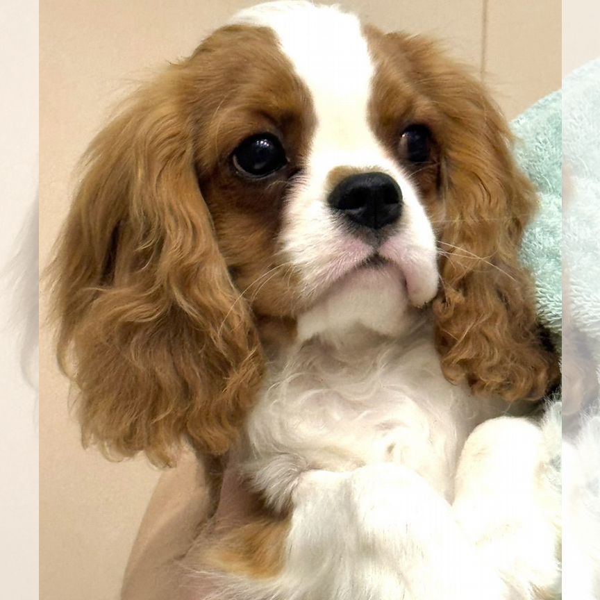 Кавалер кинг-чарльз-спаниель, щенок