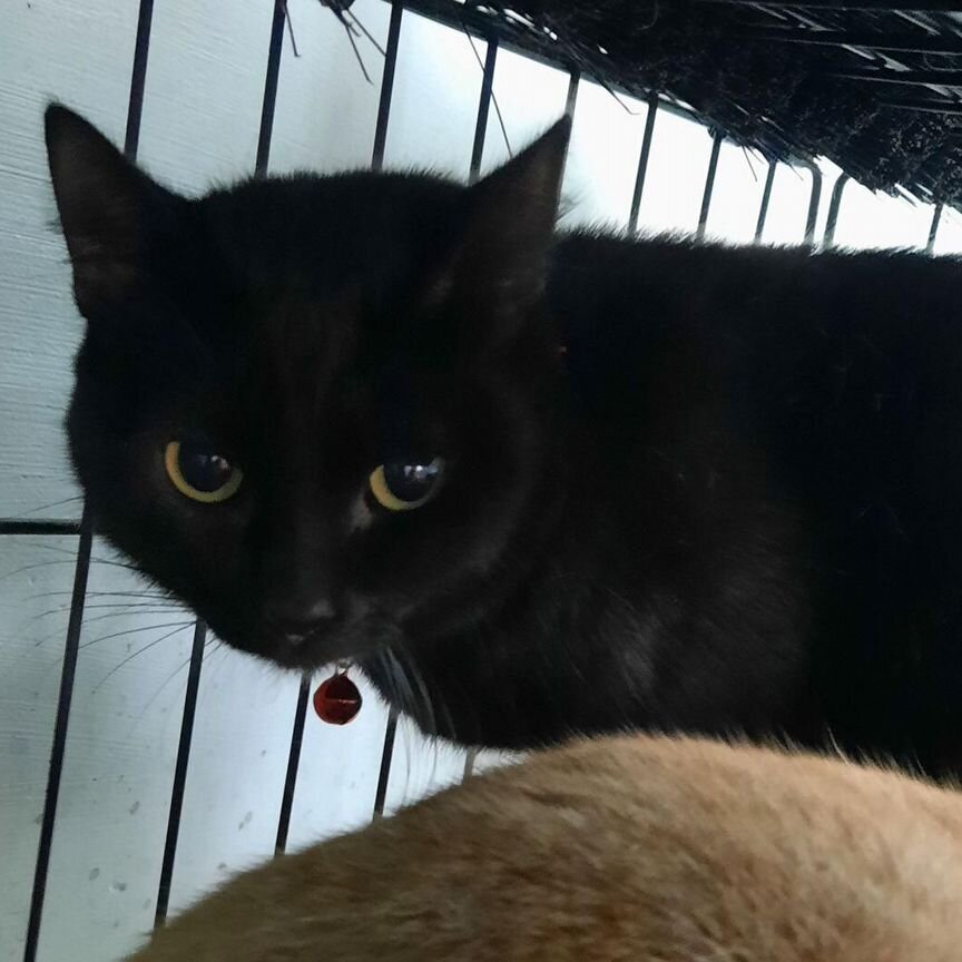 Взрослая кошка в добрые руки