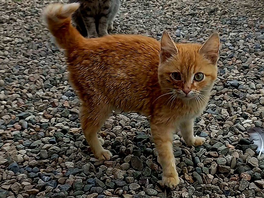 Котята в добрые руки бесплатно