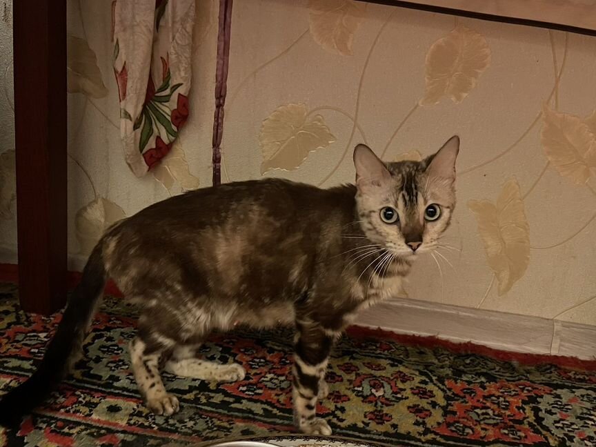 Кошка