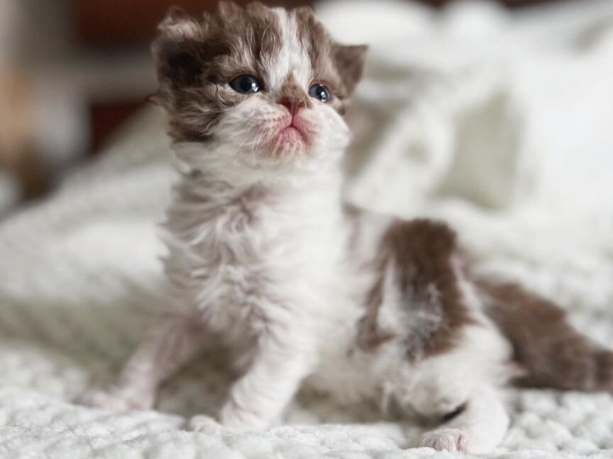 Шикарные малыши селкирк-рекс