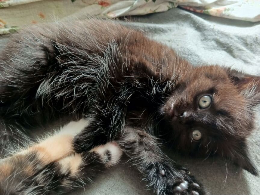 Вислоухие котята