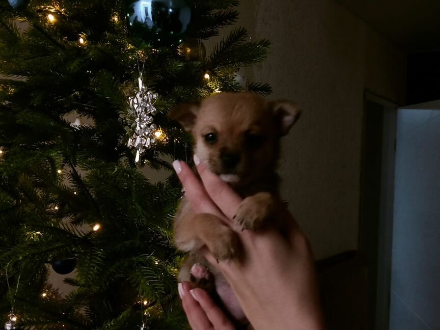 Щенки шпица метисы