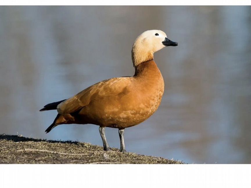 Огарь утка самец