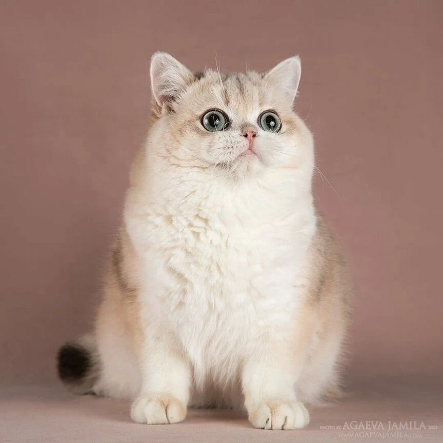 Котик британская шиншилла голубое золото