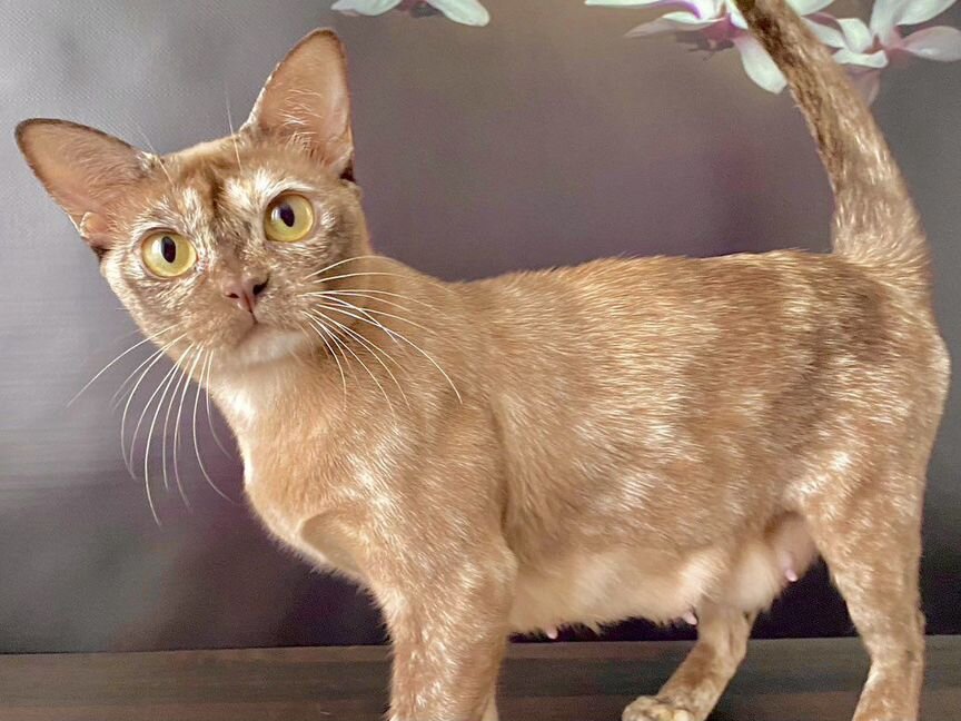 Бурманская