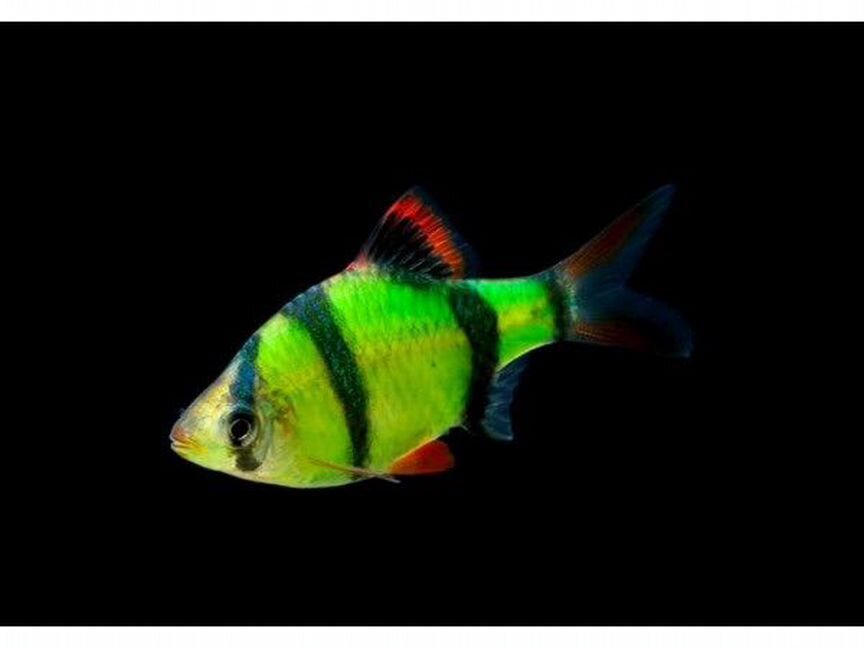 Рыбка барбус