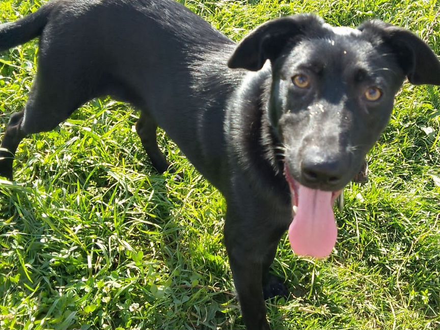 Овчарка помесь