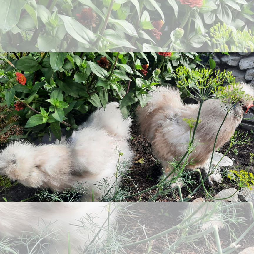 Инкубационное яйцо китайские шелковые