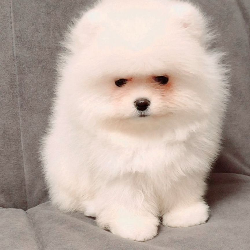 Шпиц мальчик мишутка