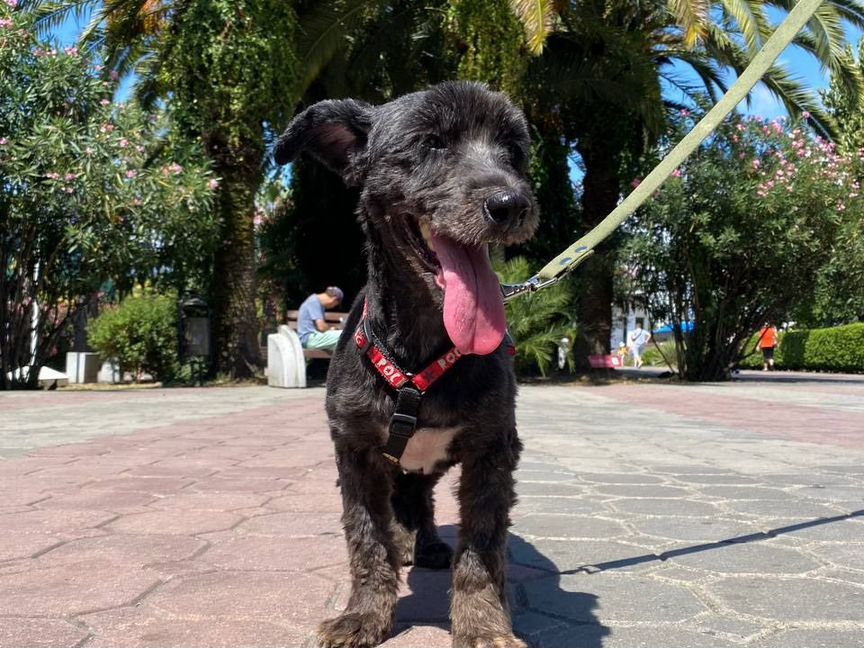 Метис болонки в добрые руки