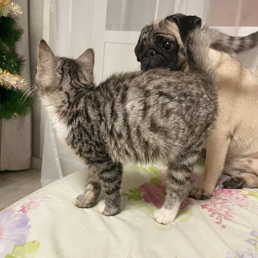 Котенок