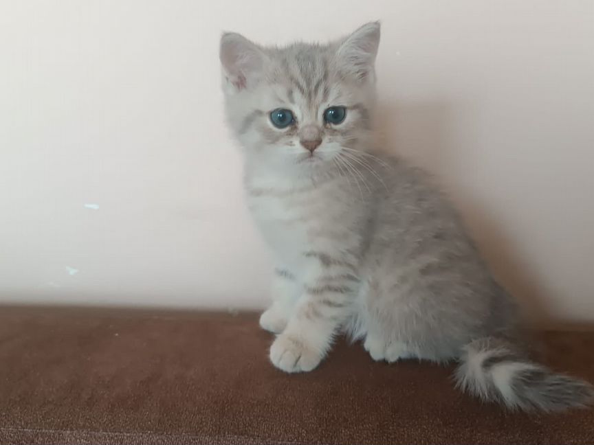 Котята британской серебристой шиншиллы