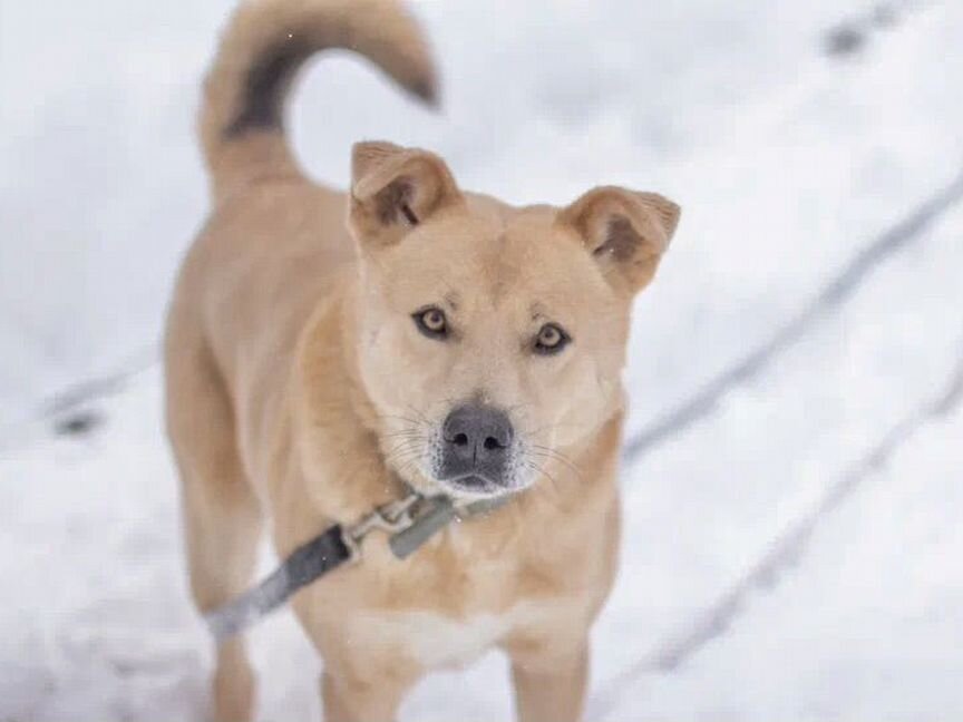 Собака из приюта в добрые руки
