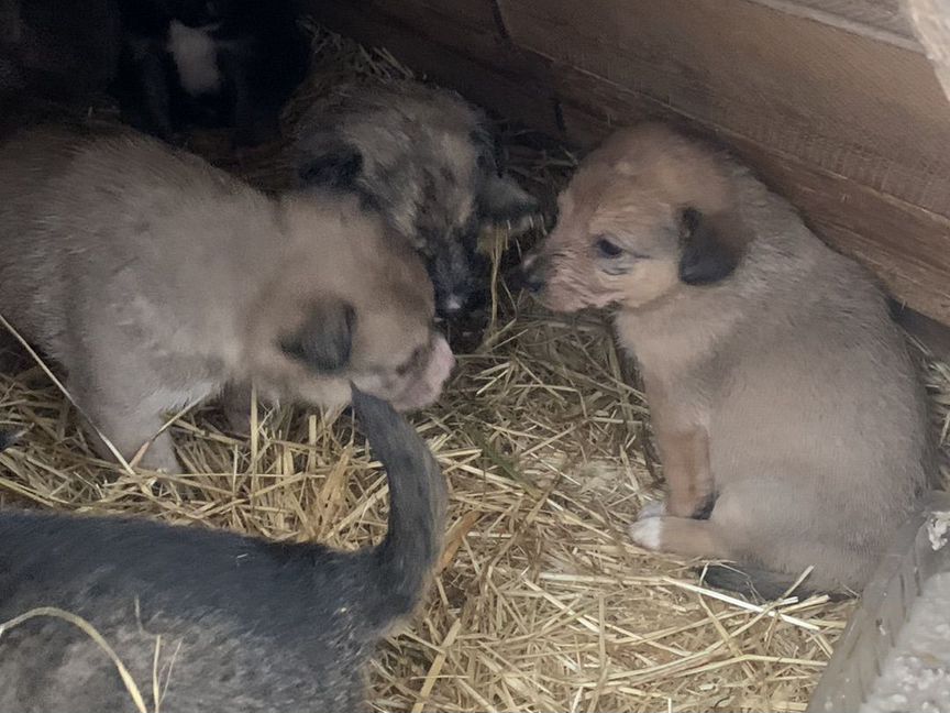 Щеночки в добрые руки