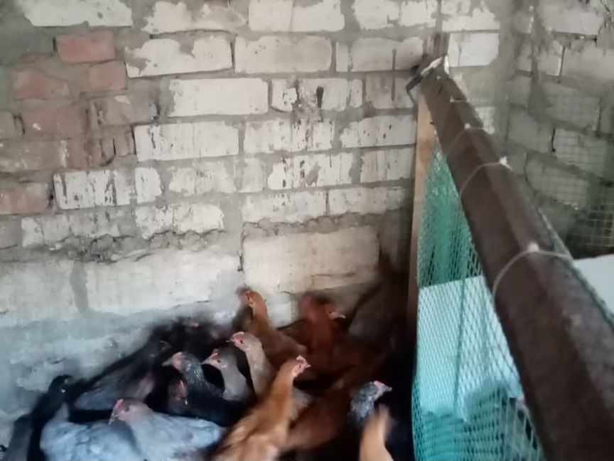 Цыплята подрощенные домашние