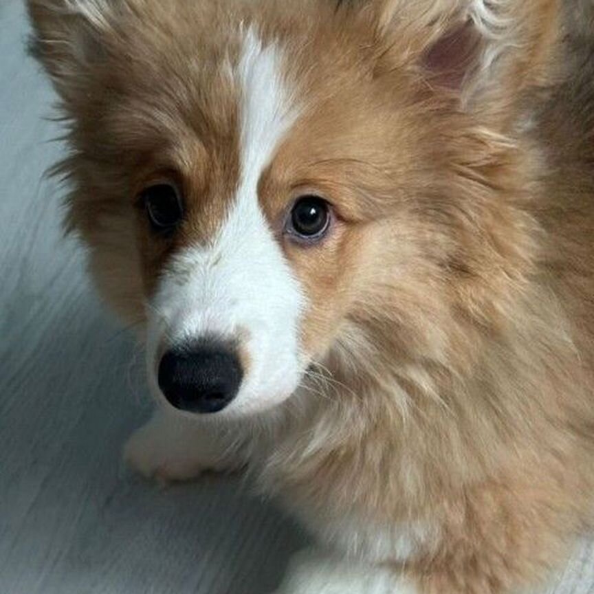 Мальчик корги флаффи