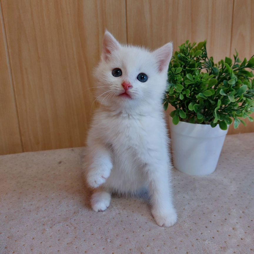 Котята ищут любимых людей