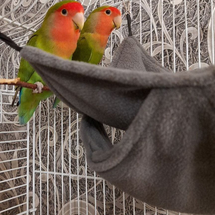 Пара попугаев неразлучников розовощёких