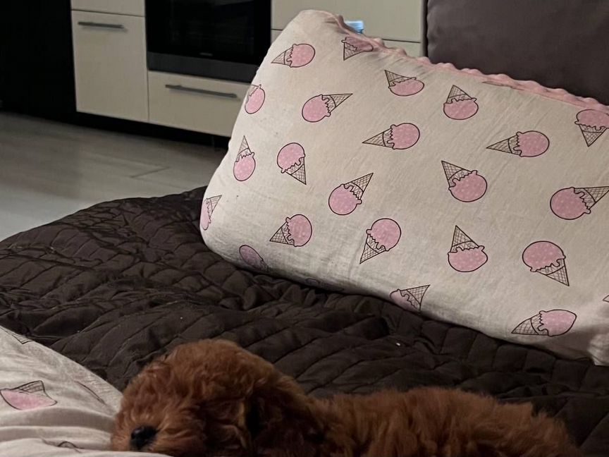 Той пудель. Мини щенки