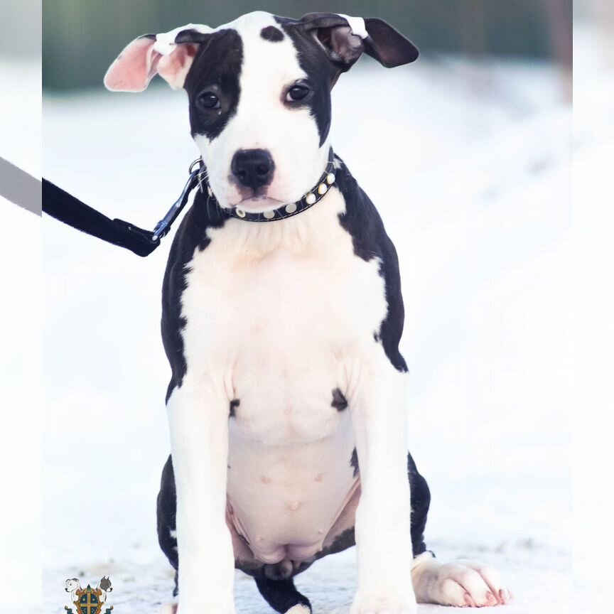 Американский стаффордширский терьер, щенок