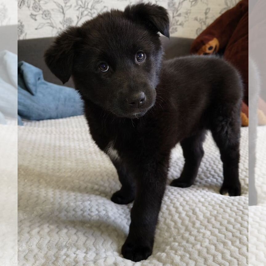 Щенок в добрые руки