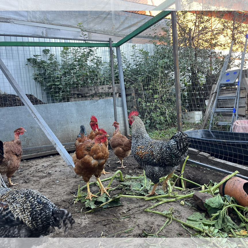 Петухи породистые