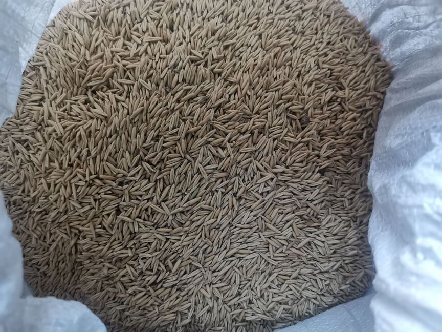 Овёс на корм животным