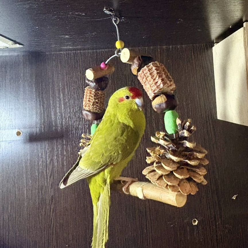 Попугай какарик (оливковый ) девочка