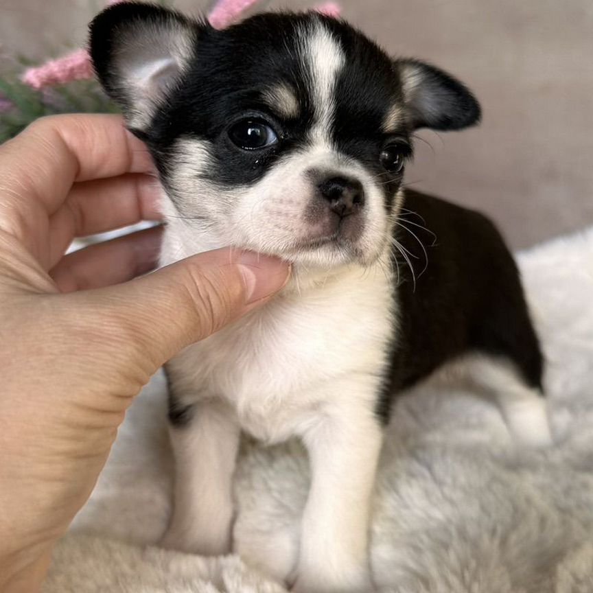 Чихуахуа, щенок