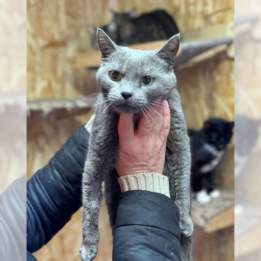 Пудра - голубовато-британская кошка из приюта