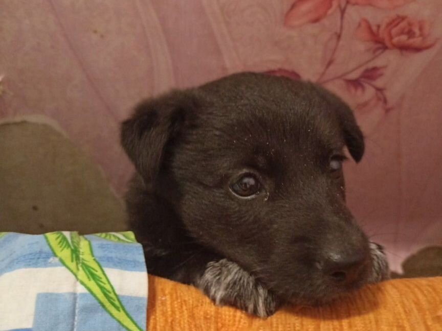 Маленькому щенку очень нужен дом