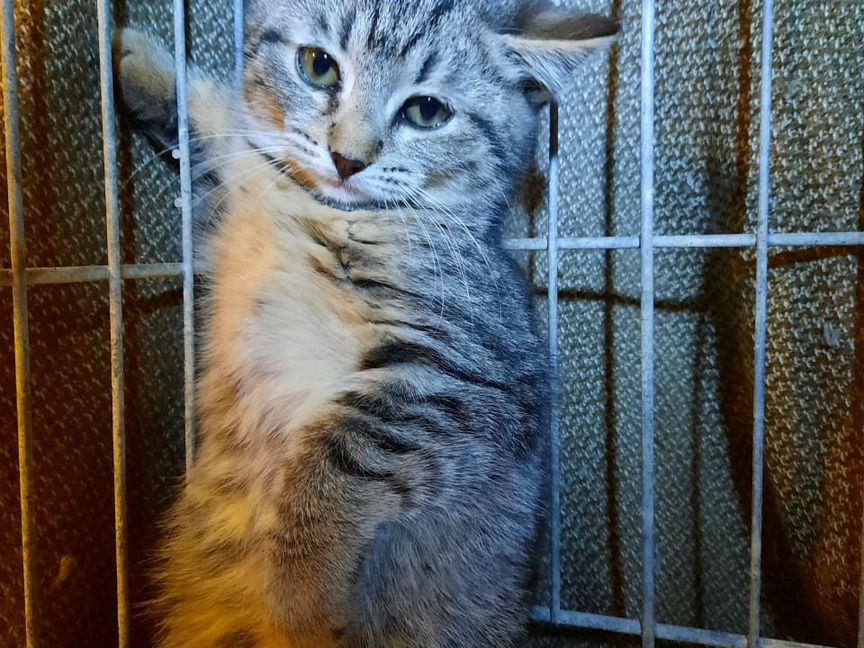 Сижу я в неволе в темнице сырой