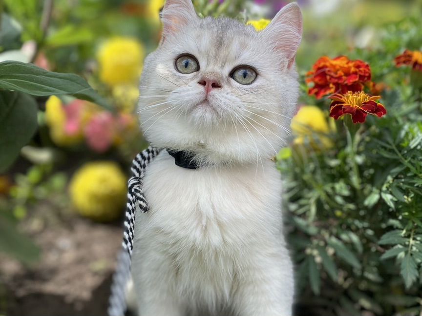 Серебристая шиншилла кот Микки Маус