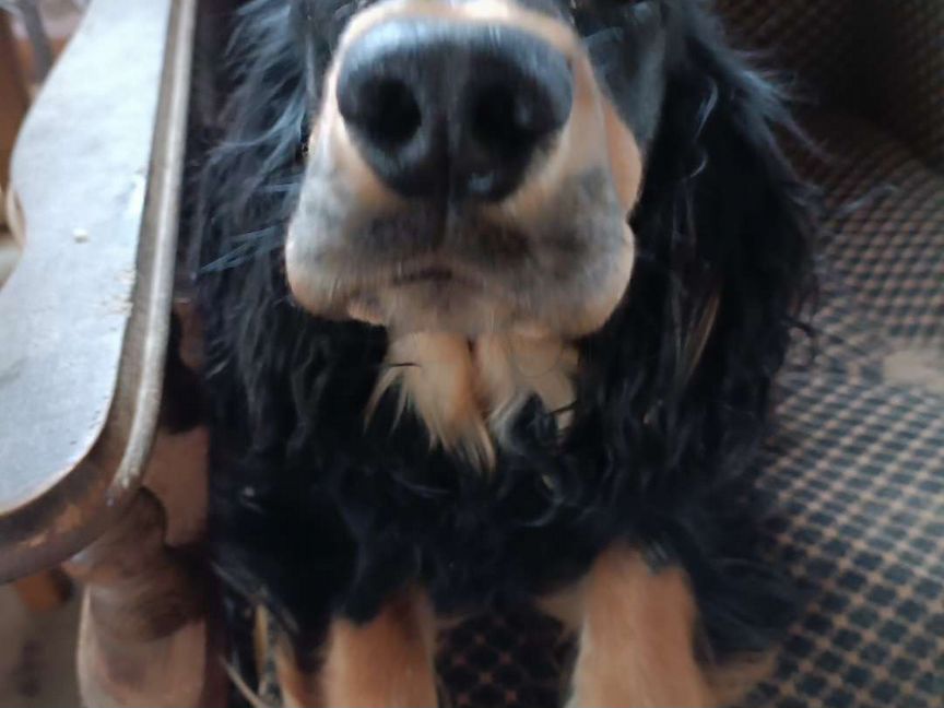 Английский кокер спаниель