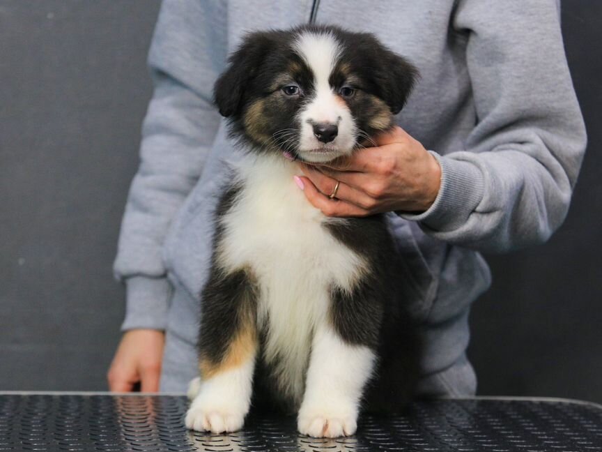 Аусси щенки, Австралийская овчарка